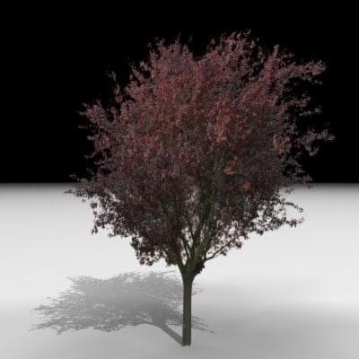 tree plant 3d model