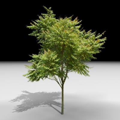 tree plant 3d model