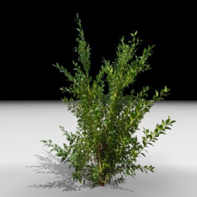 tree plant 3d model