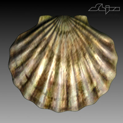 sea shell 3d model