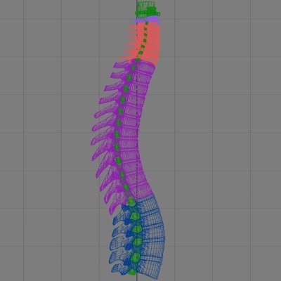 human spinal column 3d model