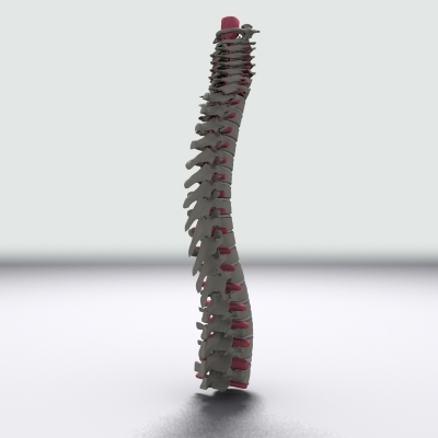 human spinal column 3d model