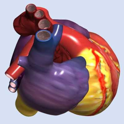 human heart interior 3d model