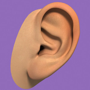 Ear 3D Models for Download | TurboSquid