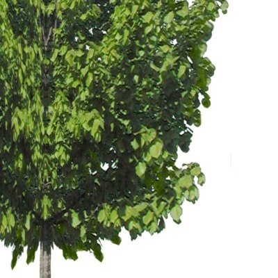 tree architectural renderings 3d model