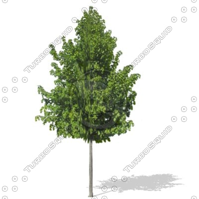 tree architectural renderings 3d model