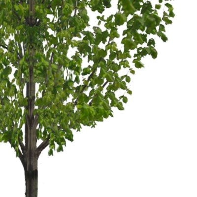 tree architectural renderings 3d model