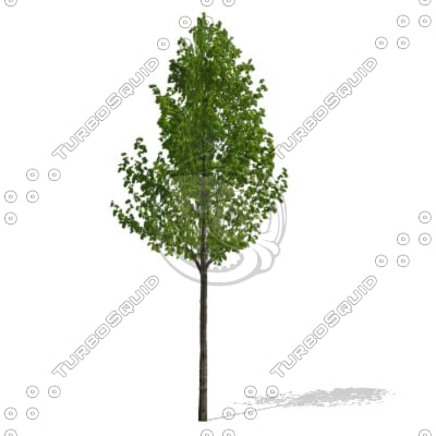 tree architectural renderings 3d model