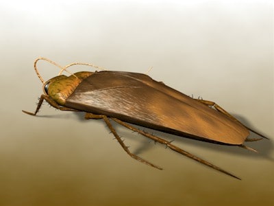 roach 3d model