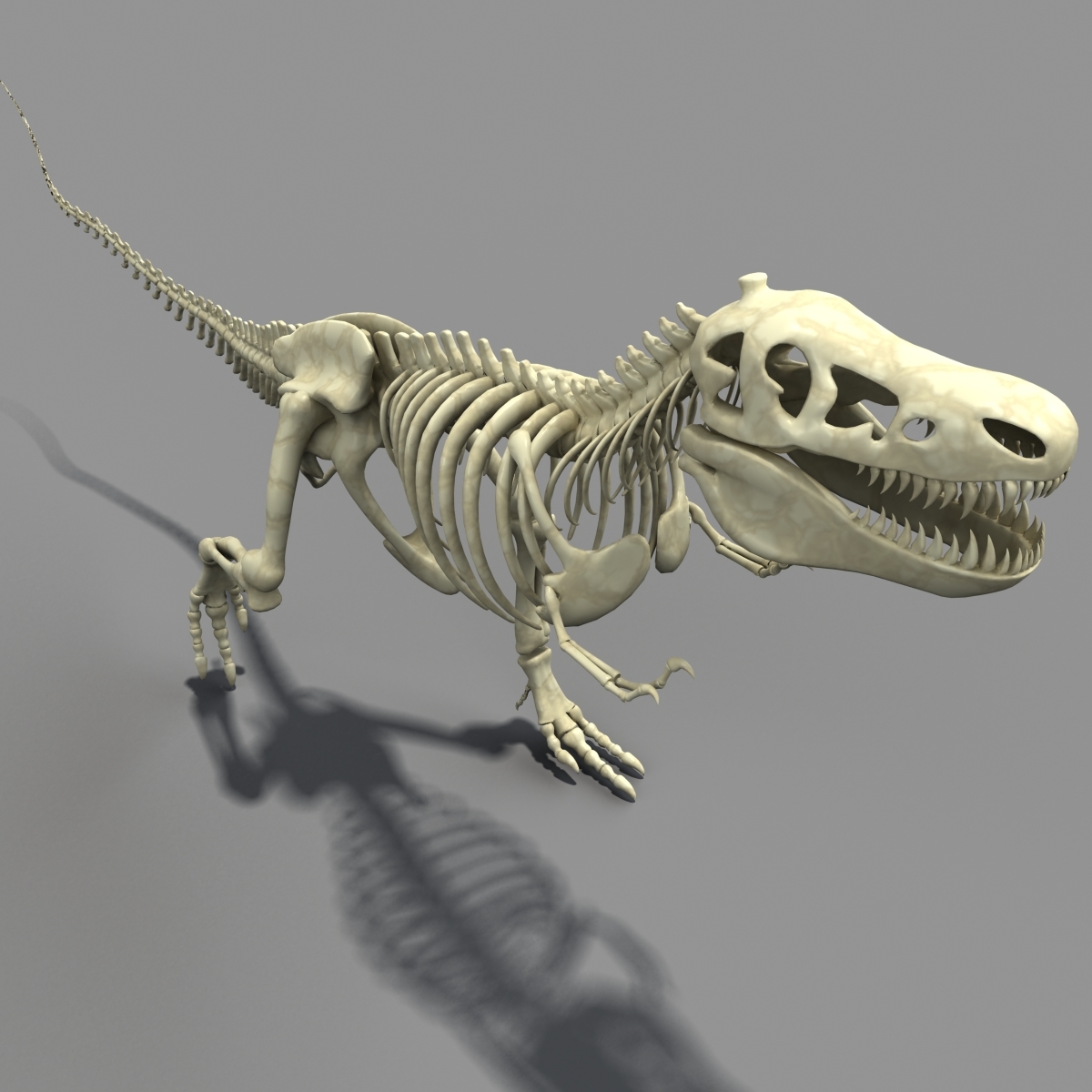 t-rex skeleton 3d model