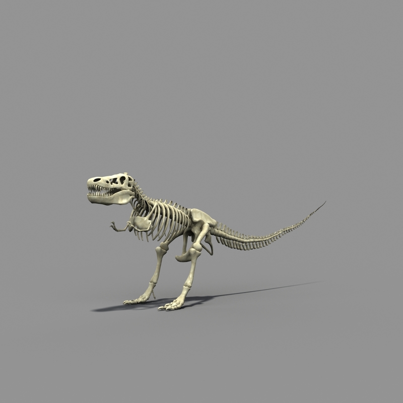 t-rex skeleton 3d model