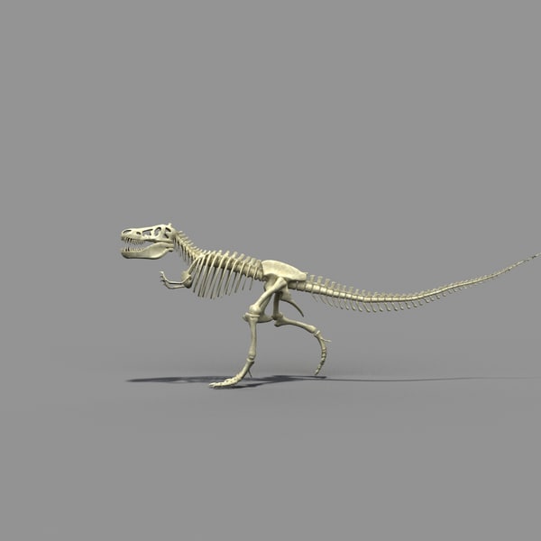 t-rex skeleton 3d model
