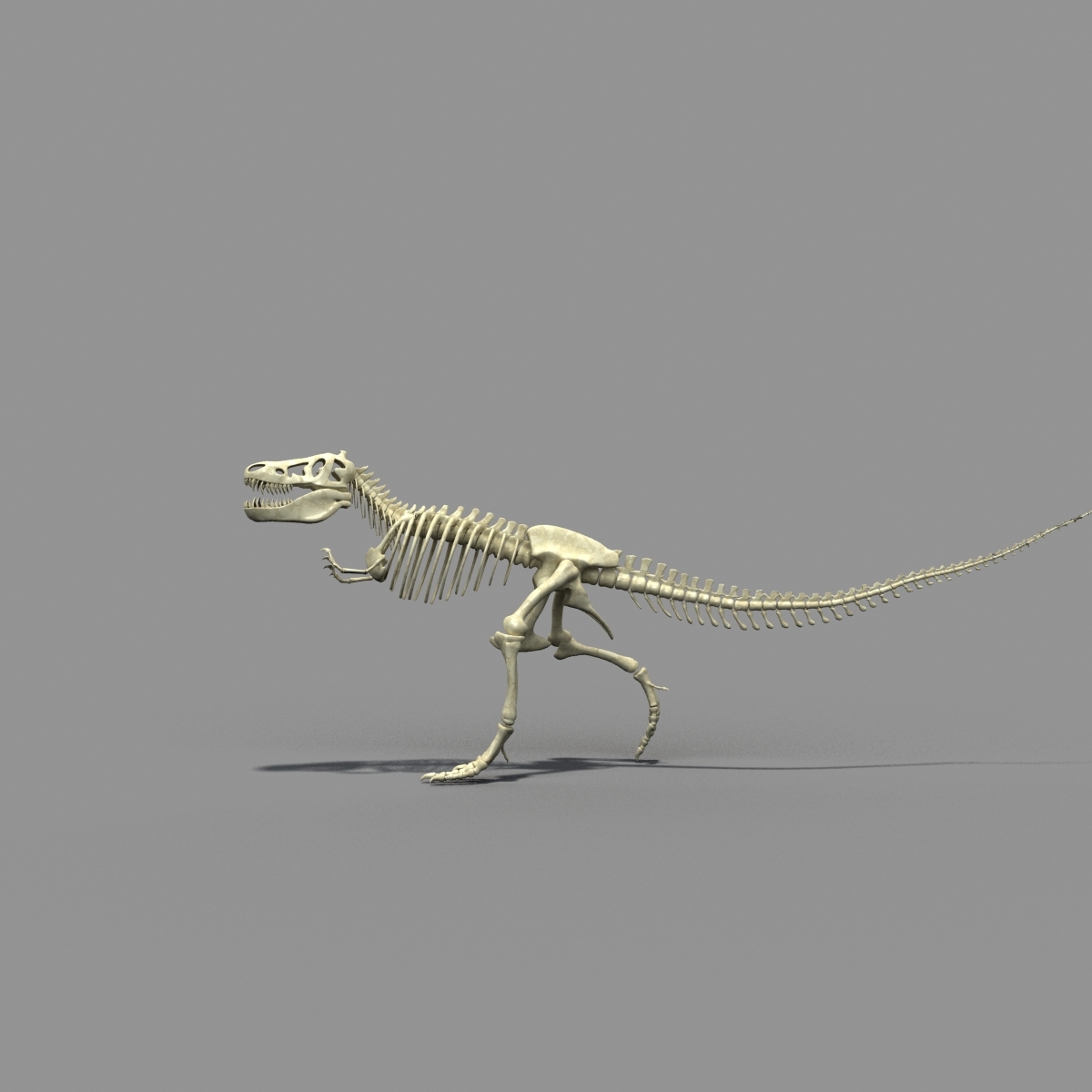 t-rex skeleton 3d model