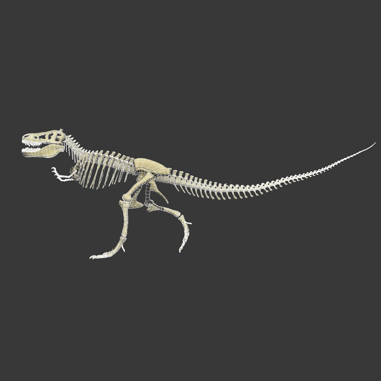 t-rex skeleton 3d model