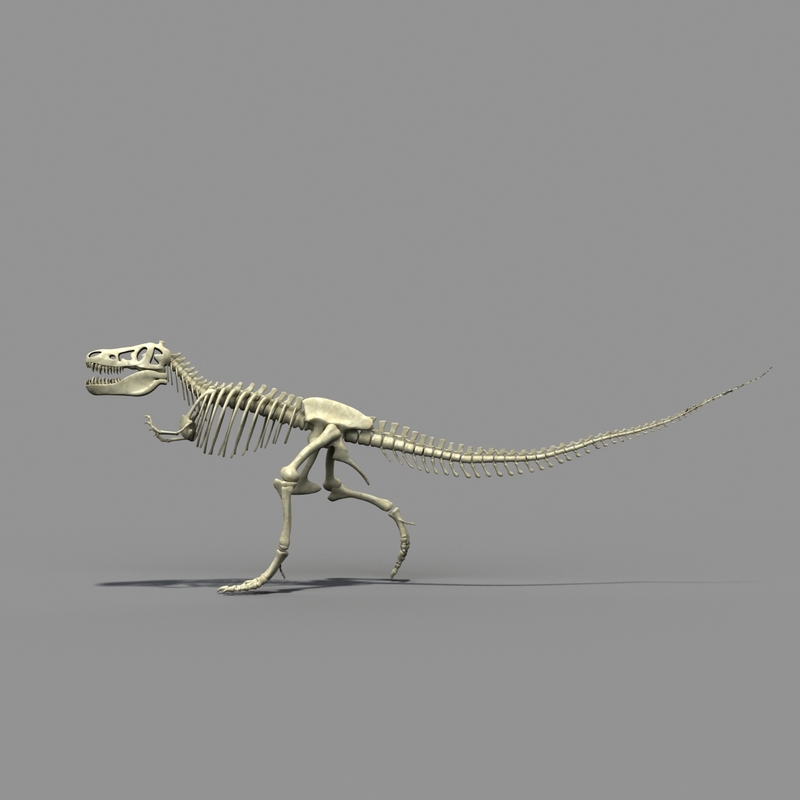 t-rex skeleton 3d model