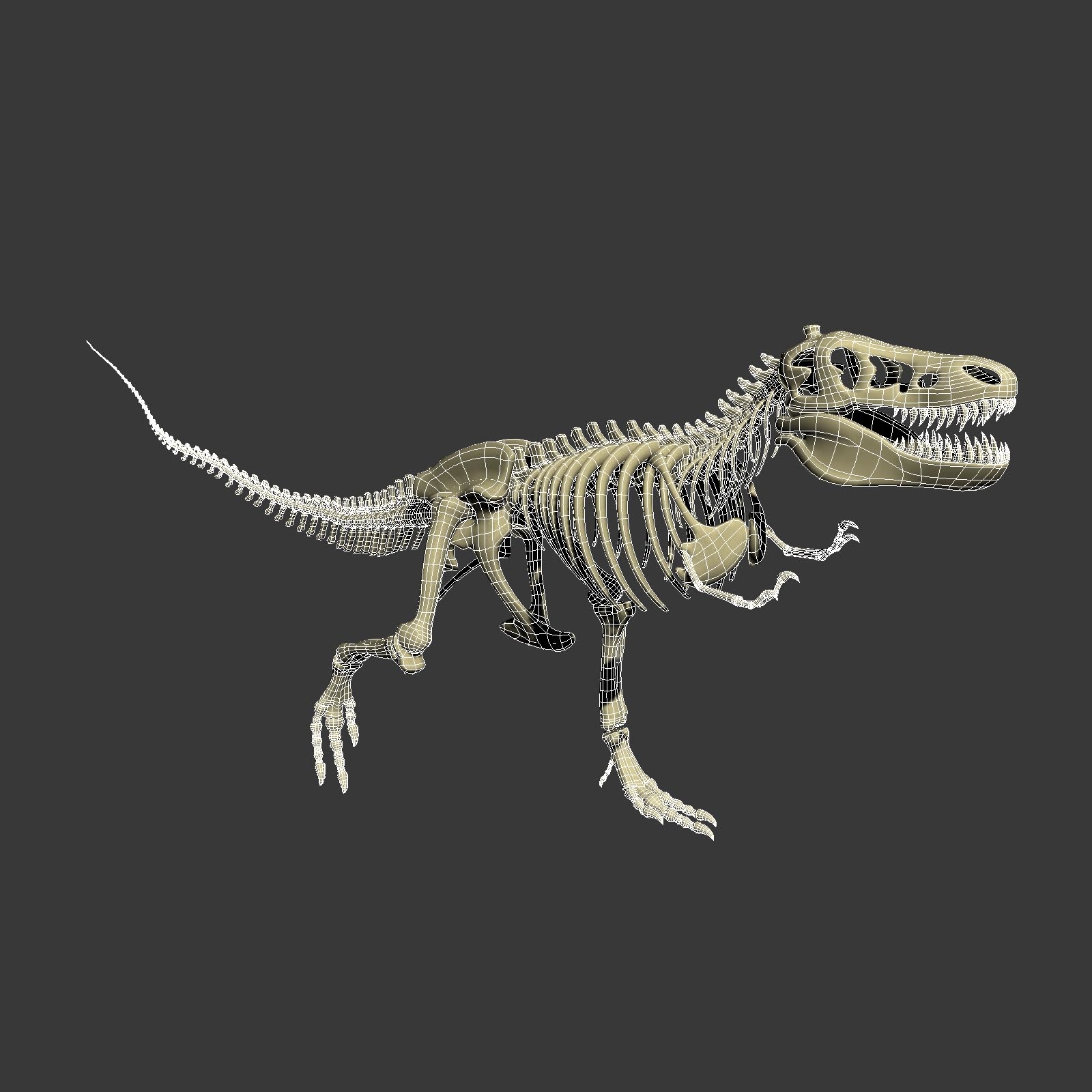 t-rex skeleton 3d model