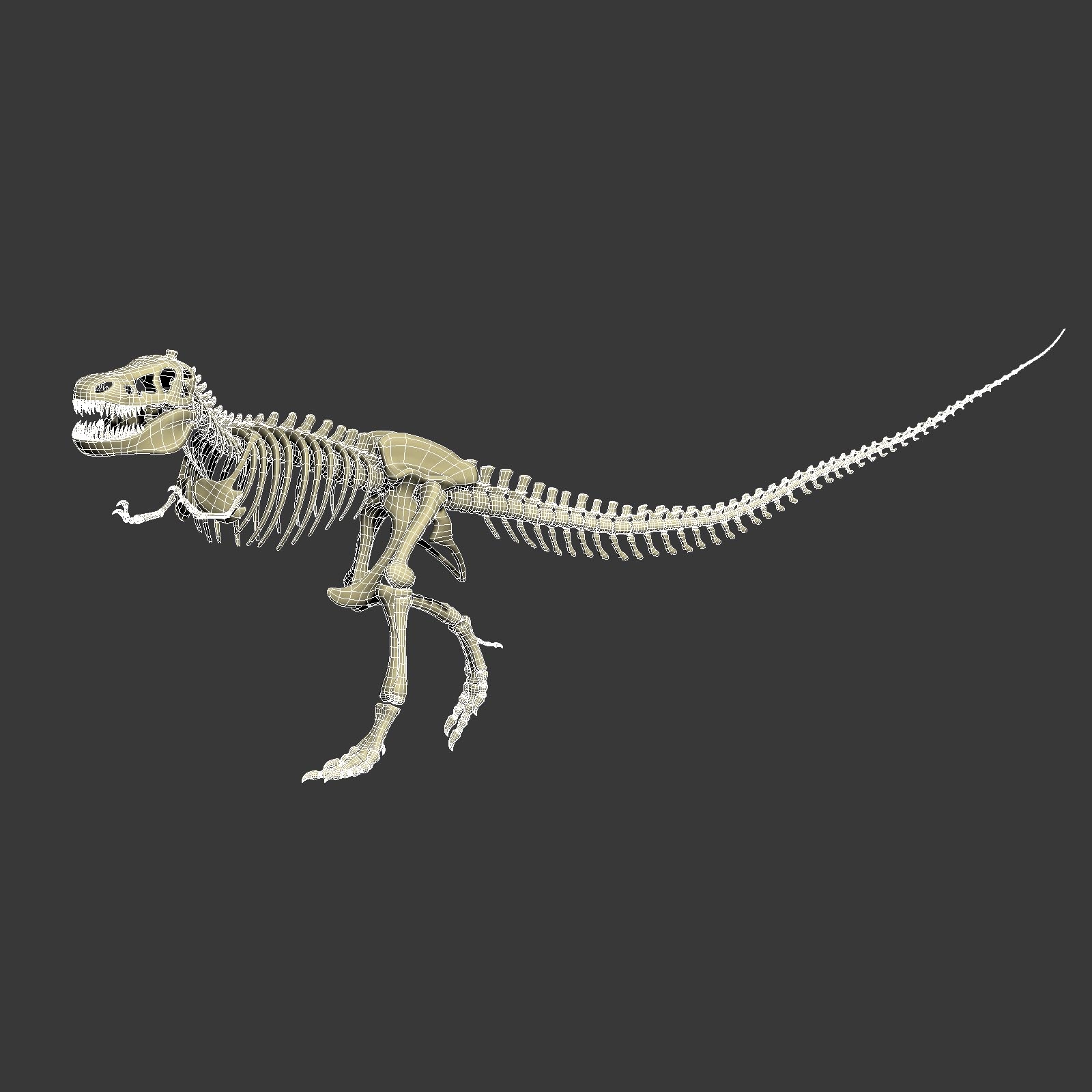 t-rex skeleton 3d model