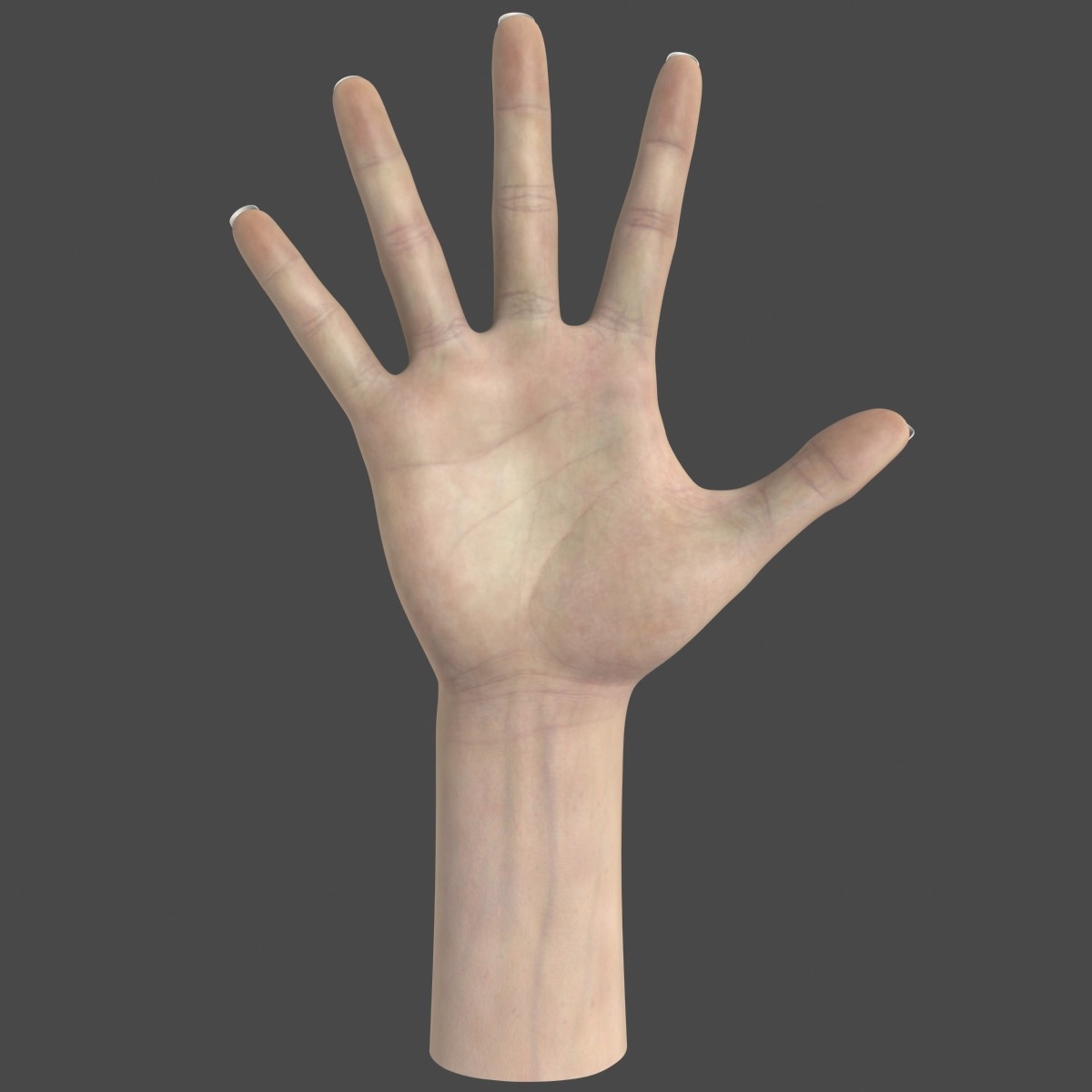 realistic female hand modeled 3d model