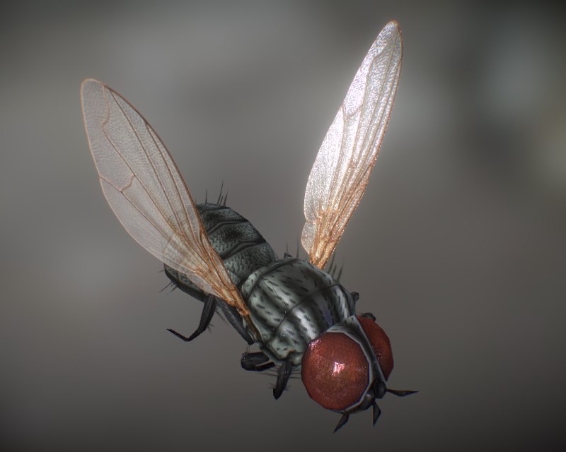 house fly 01 3d model