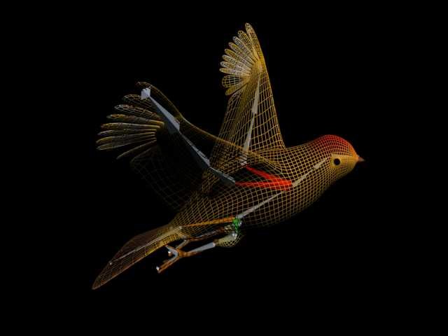 bird animation 3d model