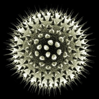 microscopic cells 3d model