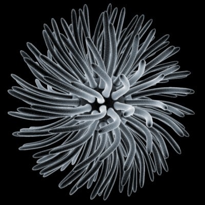 microscopic cells 3d model