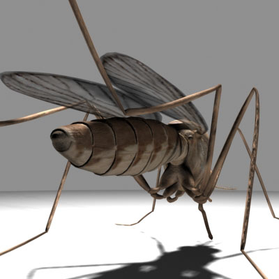 mosquito 3d model