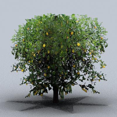 3d fruit trees model