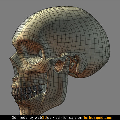 human skull 3d model