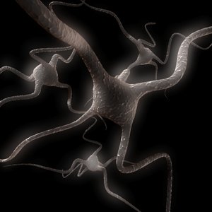 3D neurons model - TurboSquid 1241746