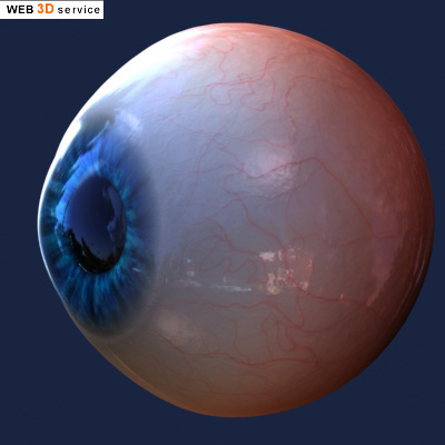 realistic human eye 3d model