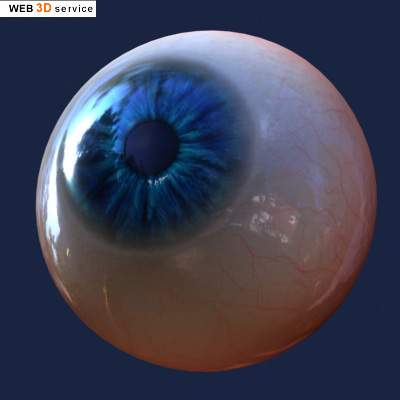 realistic human eye 3d model