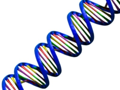 schematic dna 3d model