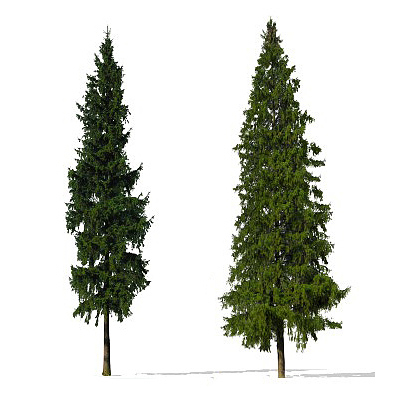 forest 3d model