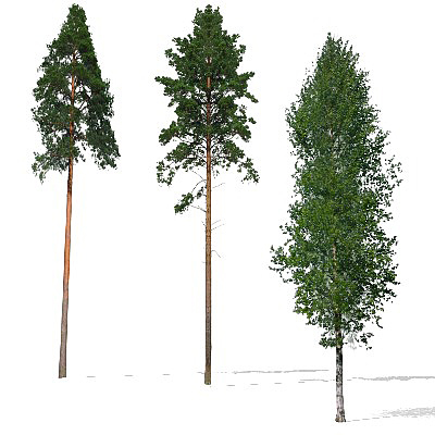 forest 3d model