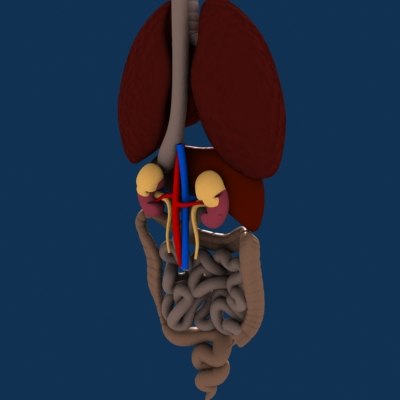 human internal organs 3d model