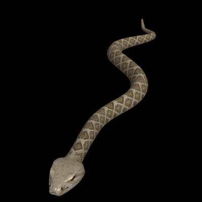 snake rattlesnake 3d model