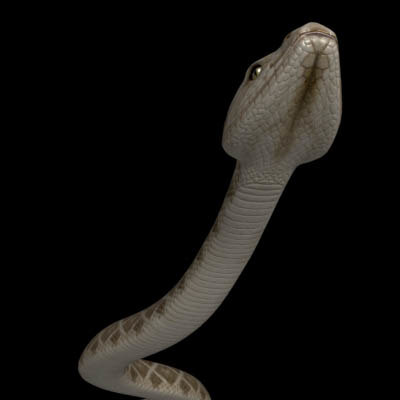snake rattlesnake 3d model
