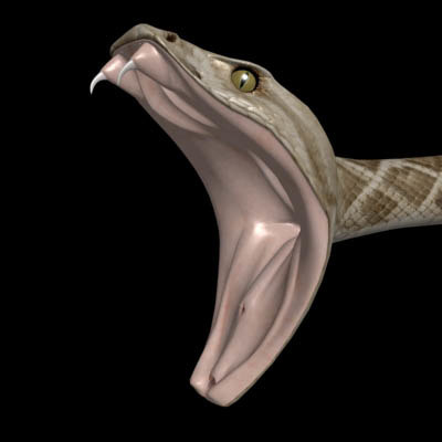 snake rattlesnake 3d model