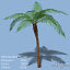australian tree fern 3d model