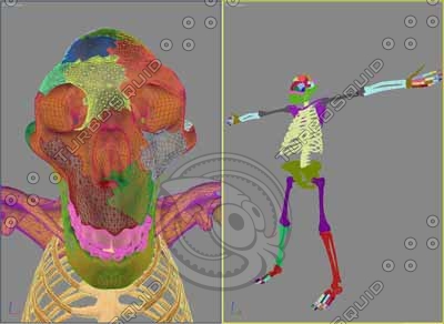 3d model skeleton australopithecus aka lucy