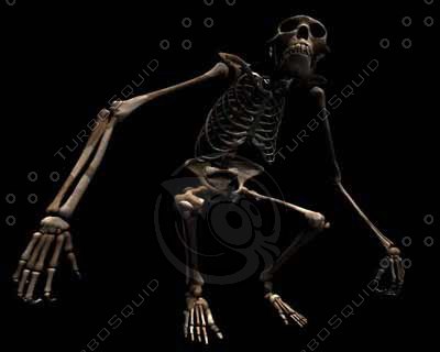3d model skeleton australopithecus aka lucy