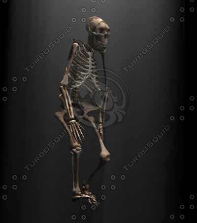 3d model skeleton australopithecus aka lucy