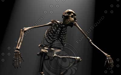 3d model skeleton australopithecus aka lucy