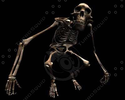 3d model skeleton australopithecus aka lucy