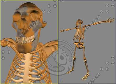 3d model skeleton australopithecus aka lucy