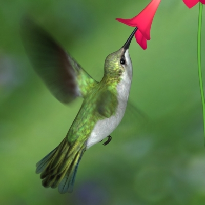 realistic humming bird hummingbird 3d model