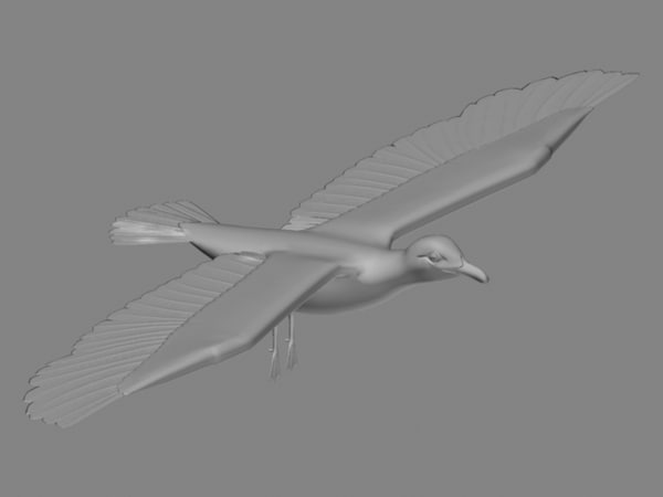 Seagull 3D Models for Download | TurboSquid