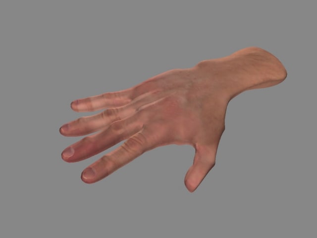 3d human male hand model