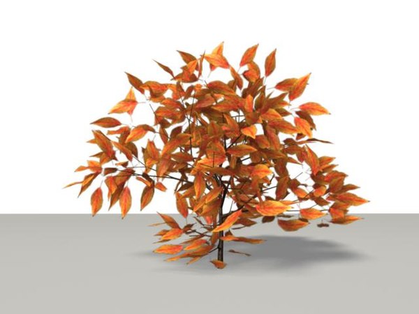 modelo 3d Bush 05 maya - TurboSquid 263849
